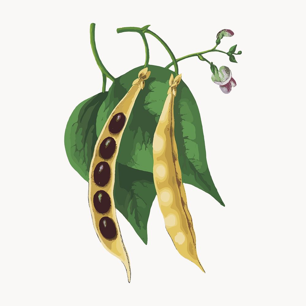 Botanical illustration bean plant vector. | Free Vector - rawpixel