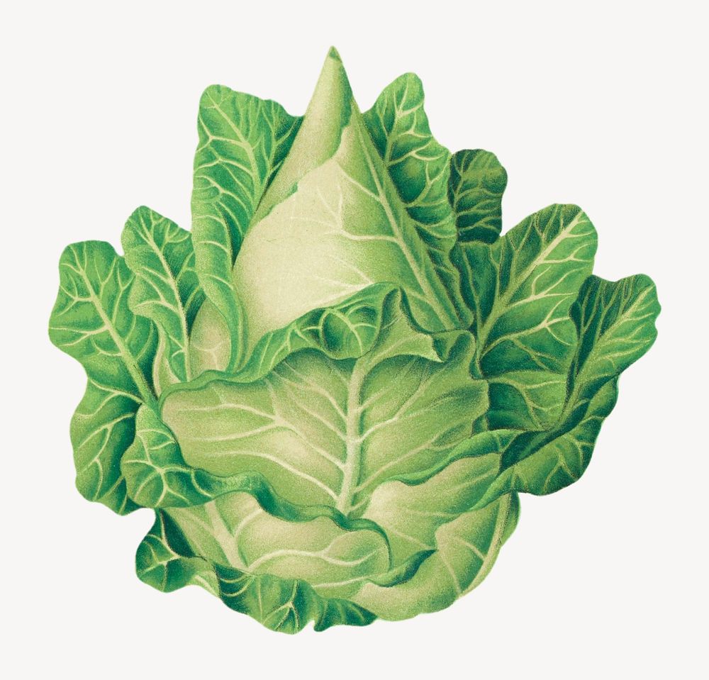 Vibrant cabbage botanical illustration isolated | Free Photo ...