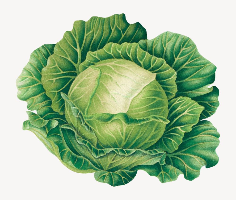 Vibrant cabbage botanical illustration isolated | Free Photo ...