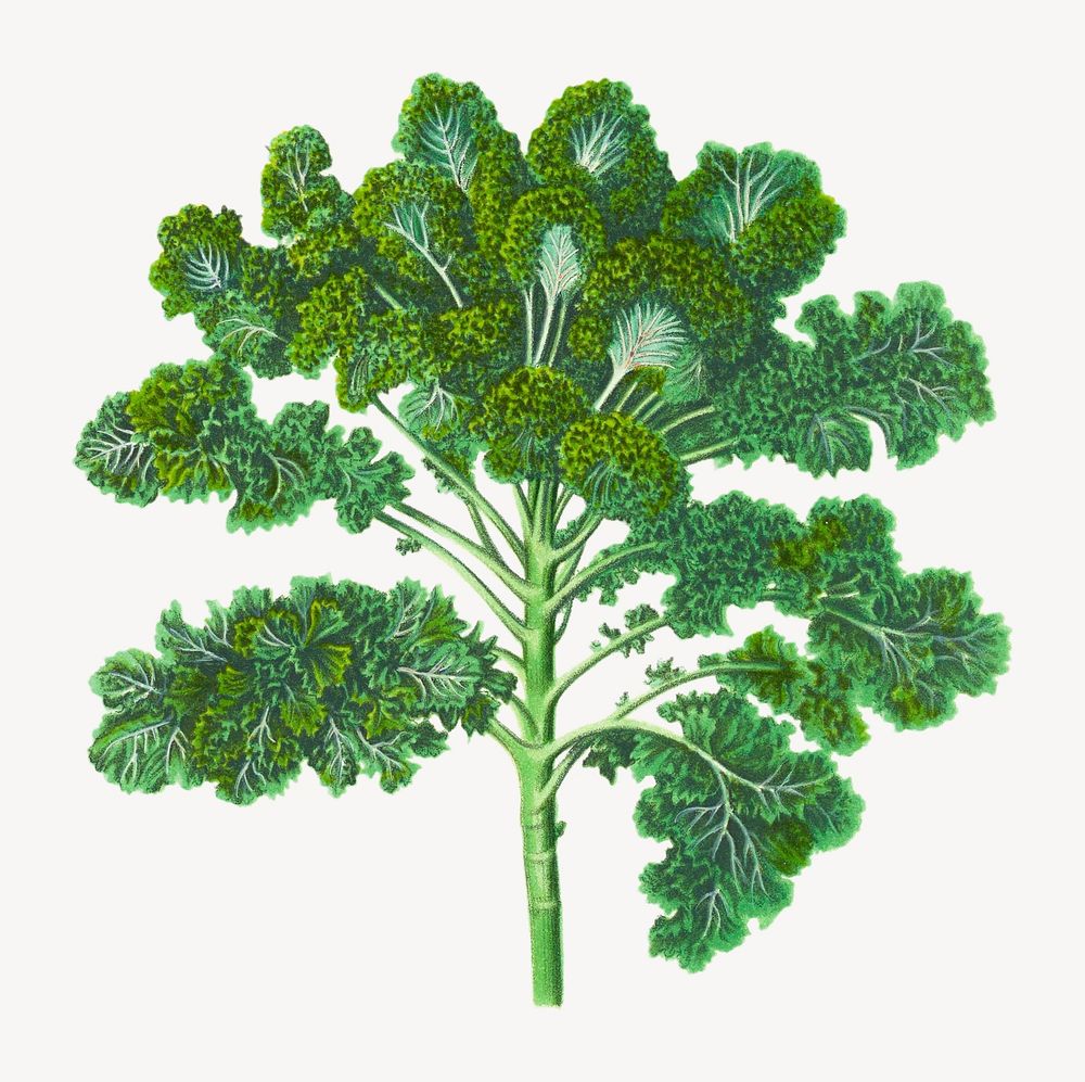 Vibrant kale botanical illustration art | Free Photo Illustration ...