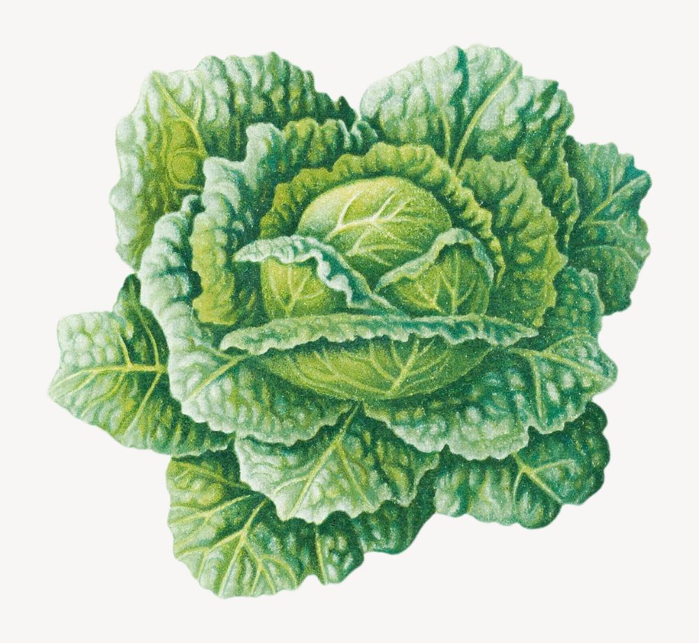 Vibrant cabbage botanical illustration isolated | Free Photo ...