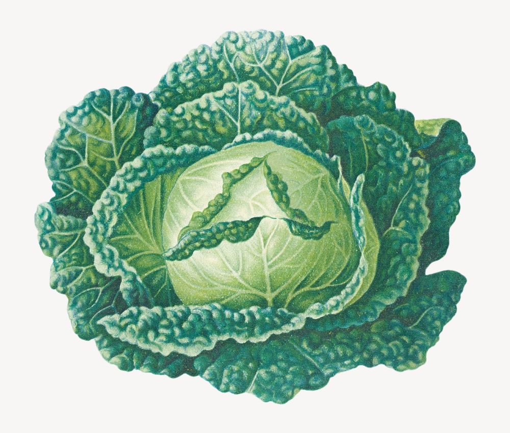 Vintage cabbage botanical illustration isolated | Free Photo ...