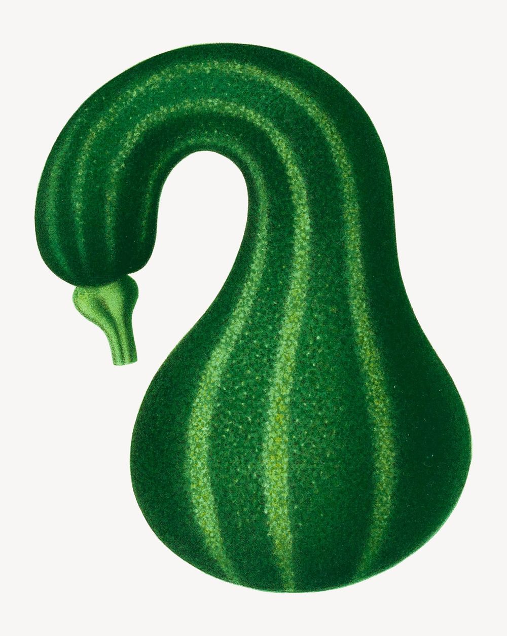 Curved green gourd illustration isolated | Free Photo Illustration ...