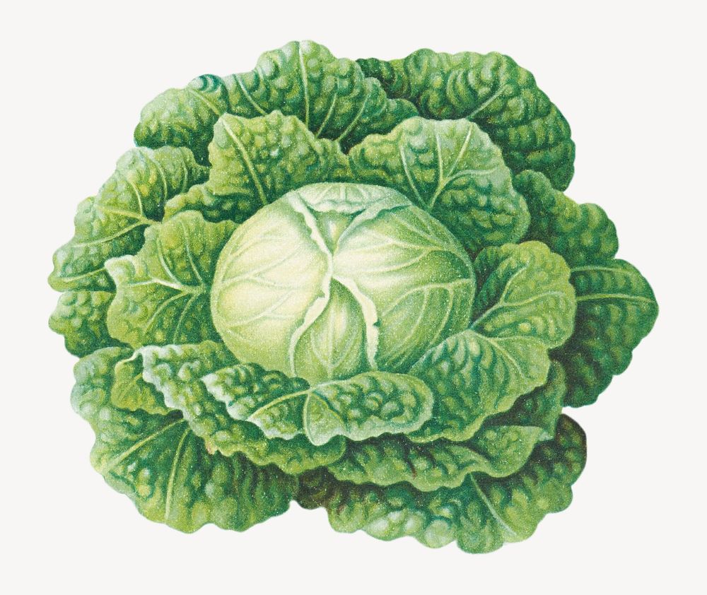 Vintage cabbage botanical illustration psd. | Free PSD - rawpixel
