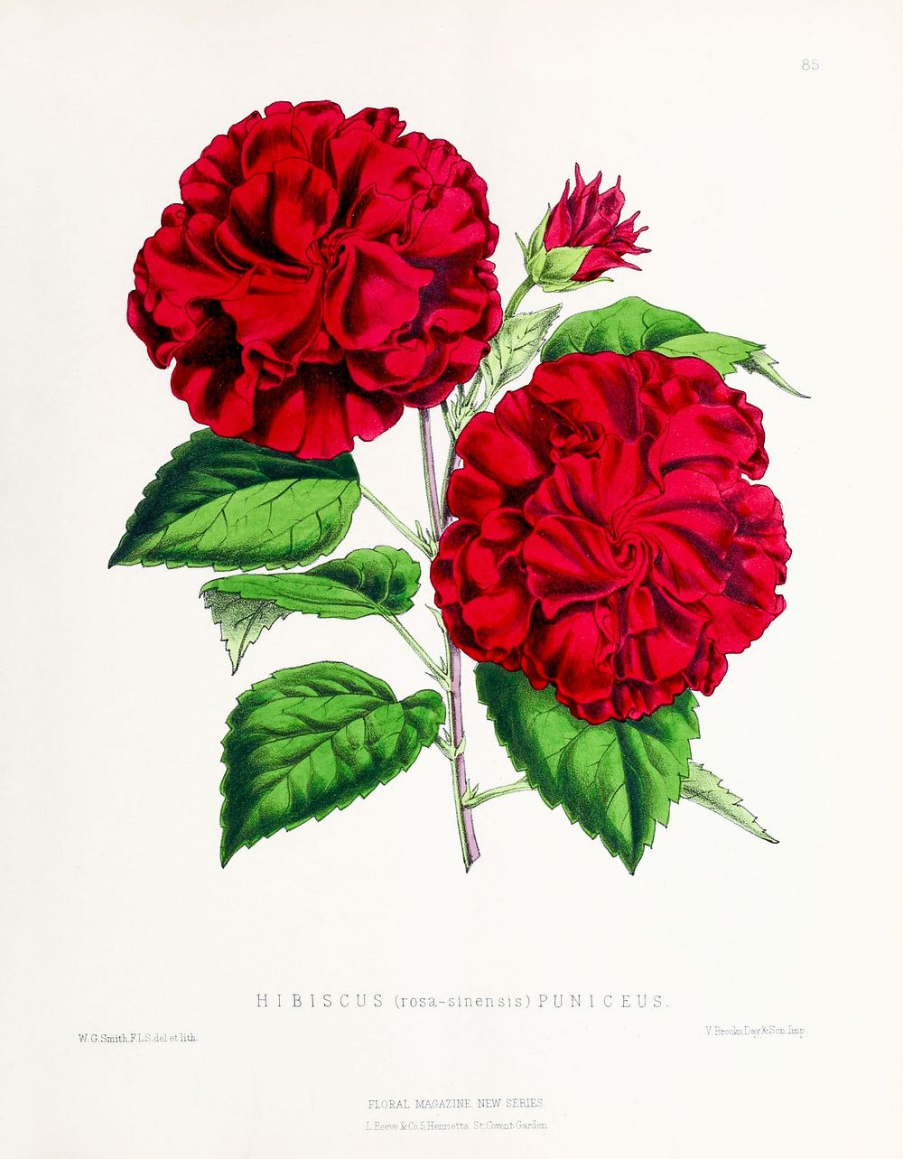 Hibicus Floral Magazine (1861-1881) Worthington | Free Photo ...