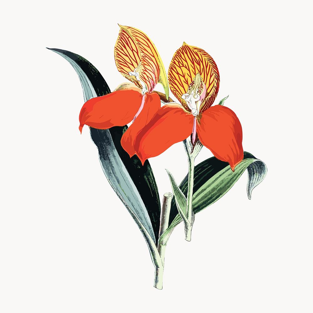 Disa Barellii Orchid Floral Magazine, | Free Vector - rawpixel