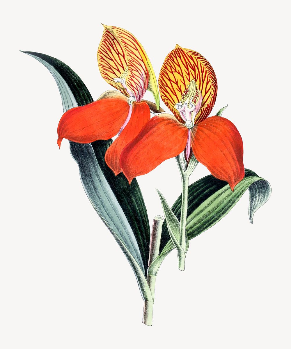 Disa Barellii Orchid Floral Magazine, | Free Photo Illustration - rawpixel