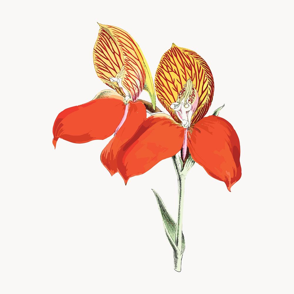 Disa Barellii Orchid Floral Magazine, | Free Vector - rawpixel