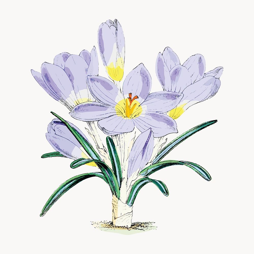 WInter Crocuses Floral Magazine, flower | Free Vector - rawpixel