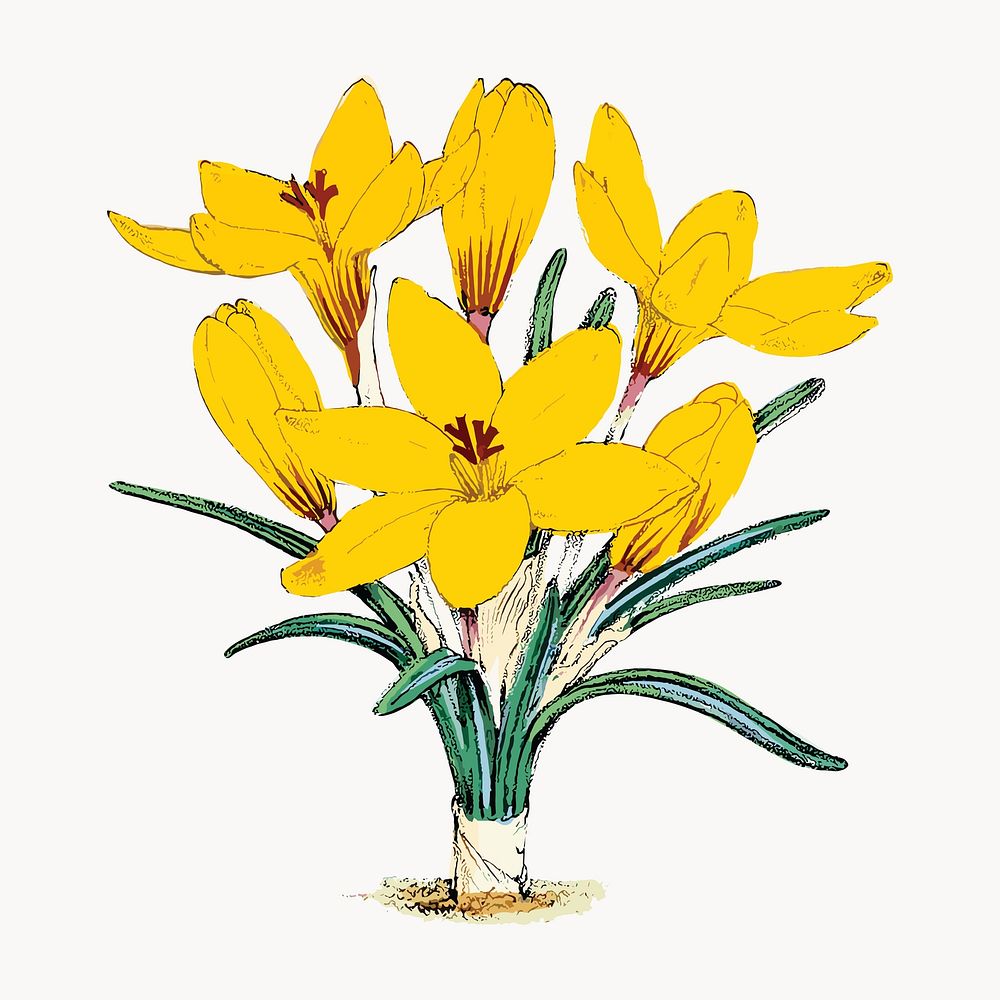 WInter Crocuses Floral Magazine, flower | Free Vector - rawpixel
