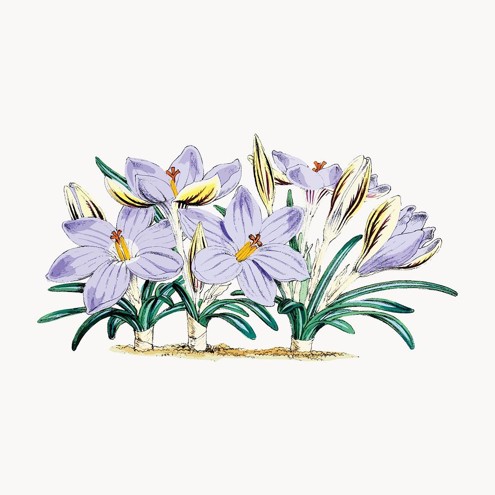 WInter Crocuses Floral Magazine, flower | Free Vector - rawpixel