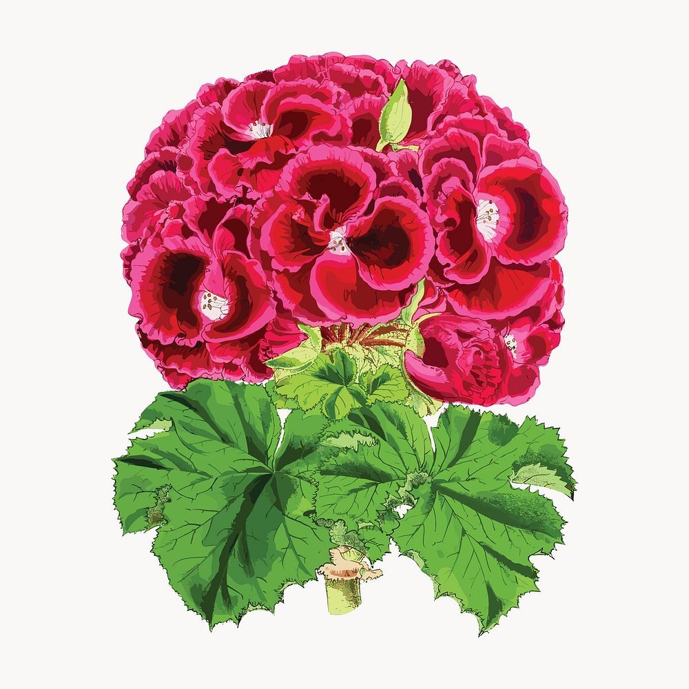 Double Flowered Pelargoniums or Geraniums | Free Vector - rawpixel
