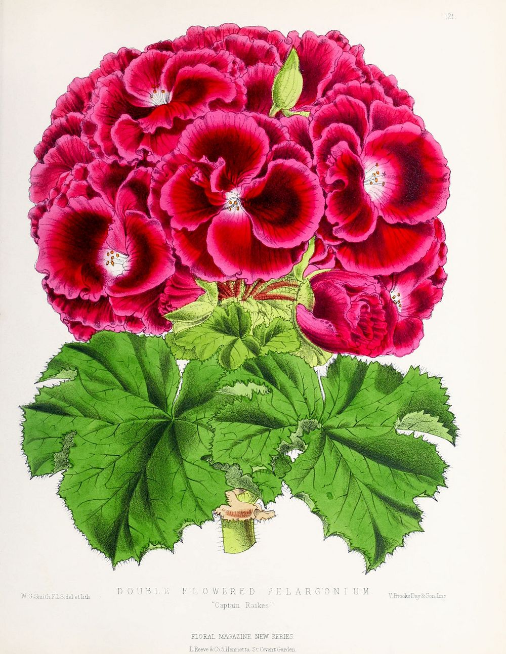 Double Flowered Pelargoniums Geraniums Floral | Free Photo Illustration ...