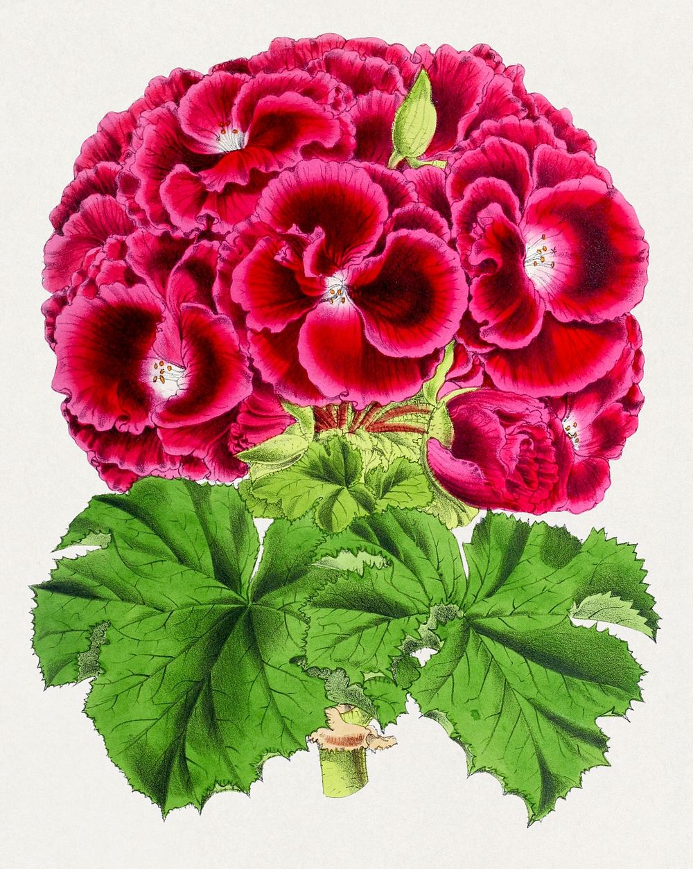 Double Flowered Pelargoniums or Geraniums | Free Photo Illustration ...