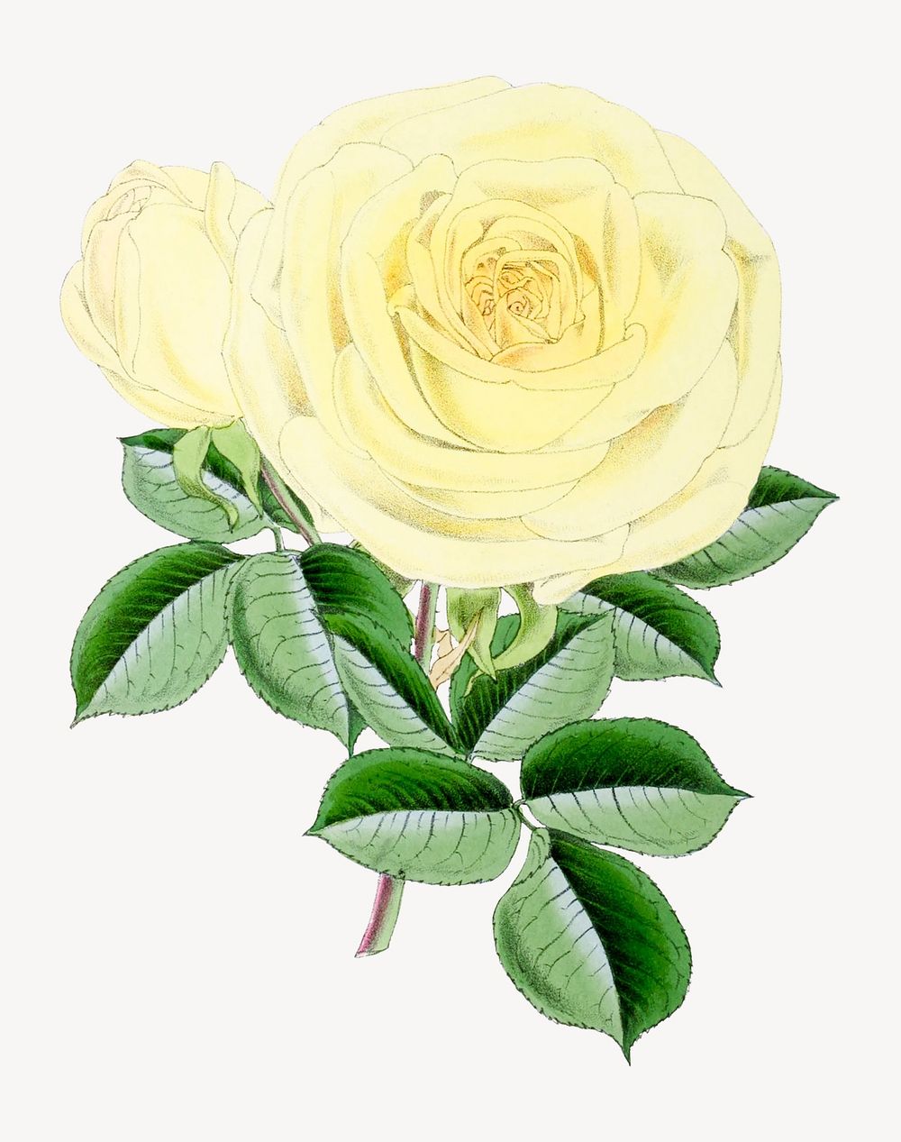 Yellow rose vintage illustration, psd | Free PSD - rawpixel