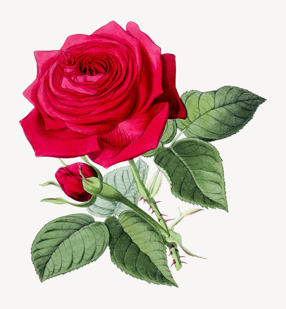 Red rose vintage illustration, psd | Free PSD - rawpixel