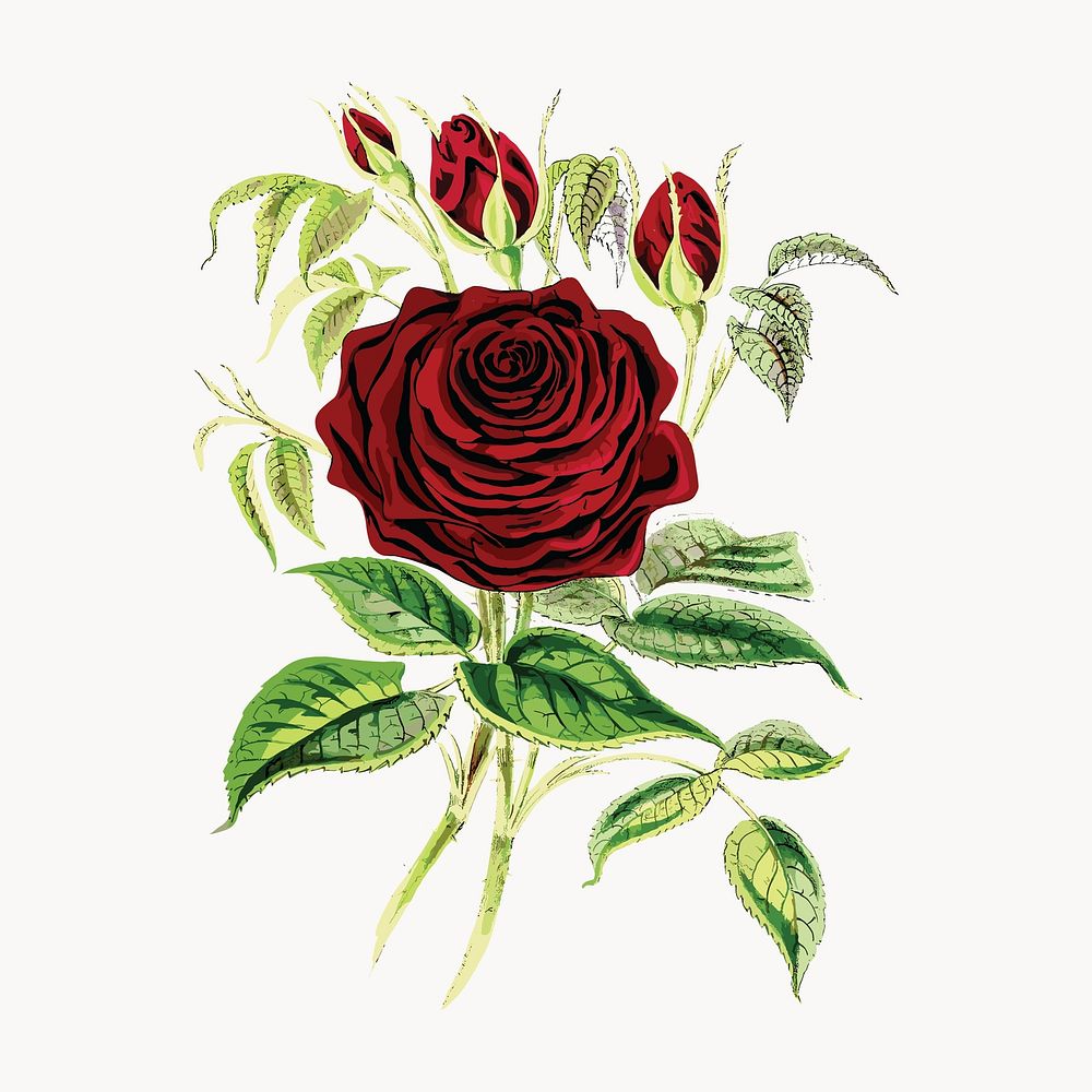 Red rose vintage illustration vector. | Free Vector - rawpixel