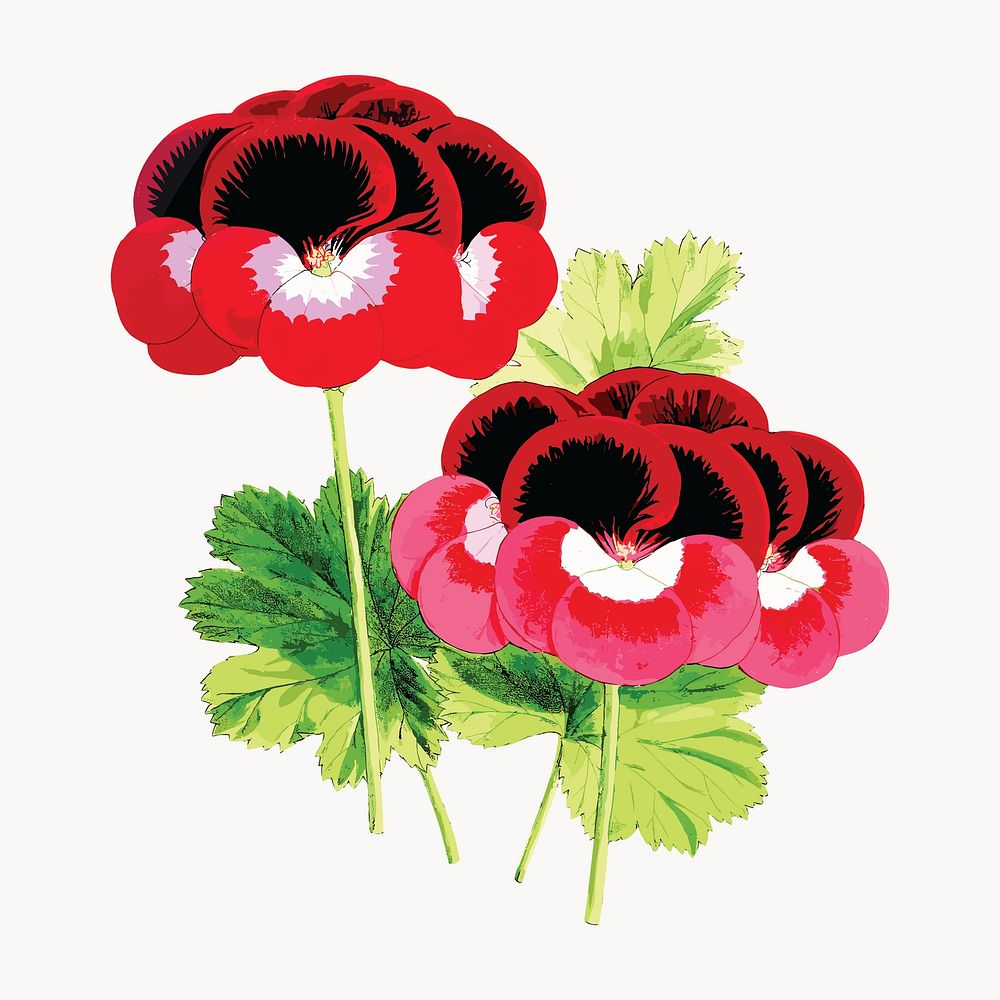 Show Pelargoniums or Geraniums vintage | Free Vector - rawpixel