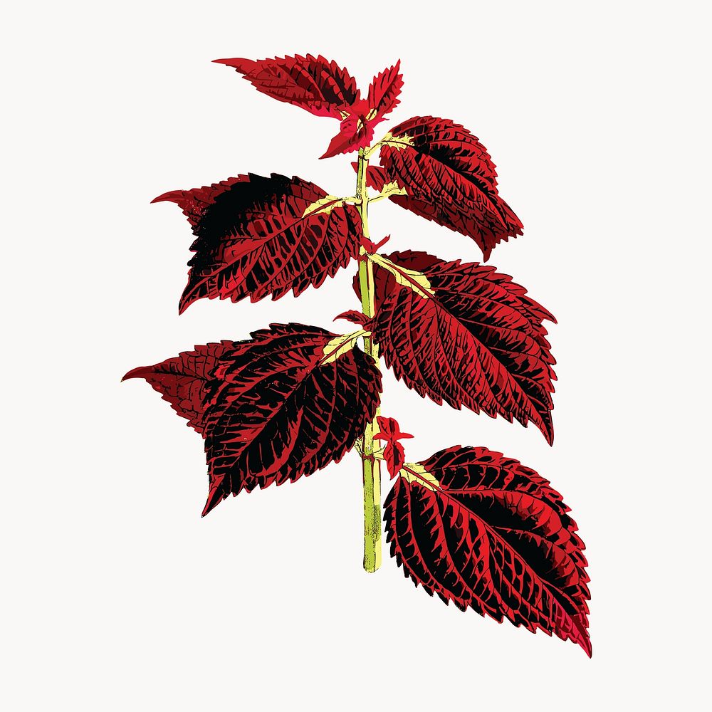 Coleus Floral Magazine, flower illustration | Free Vector - rawpixel