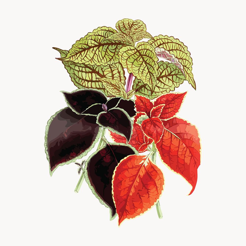 Coleus Rainbow Blend vintage illustration, | Free Vector - rawpixel