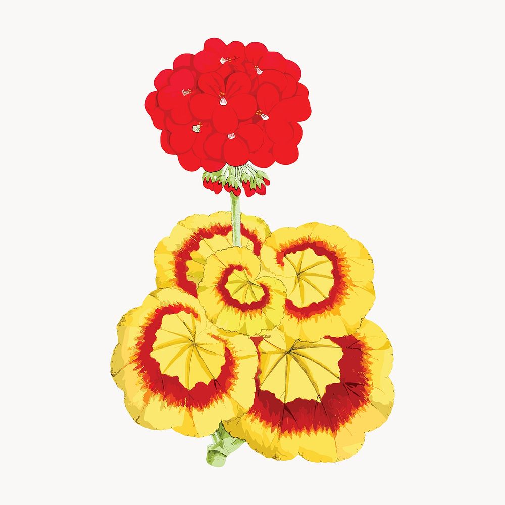 Pelargonium zonale, var. Lady Collum | Free Vector - rawpixel