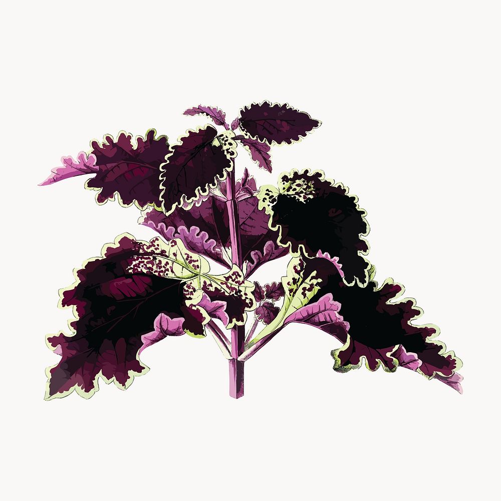 Coleus vintage illustration, isolated vector | Free Vector - rawpixel