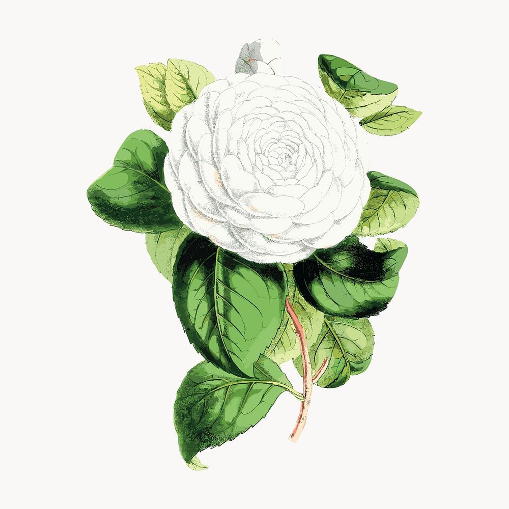 White rose vintage illustration vector. | Free Vector - rawpixel