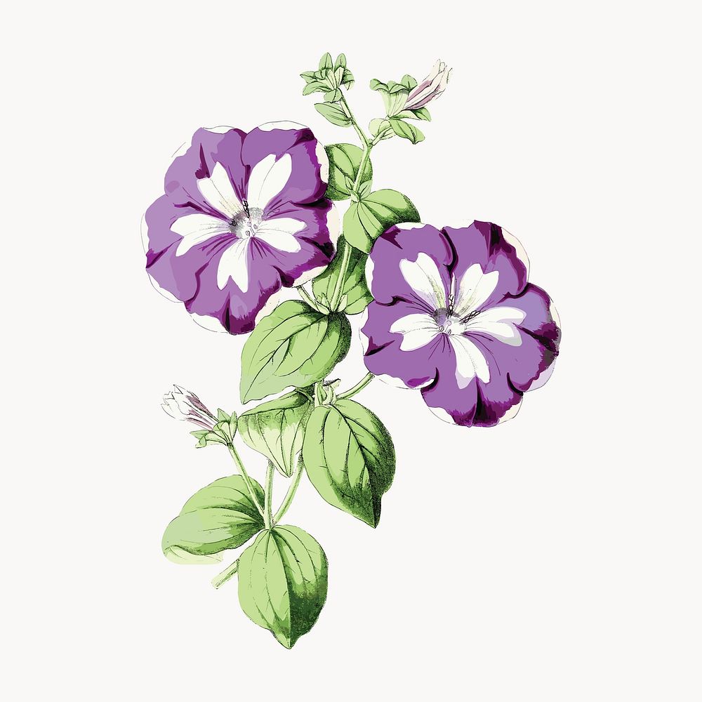 Erica Rose vintage illustration vector. | Free Vector - rawpixel