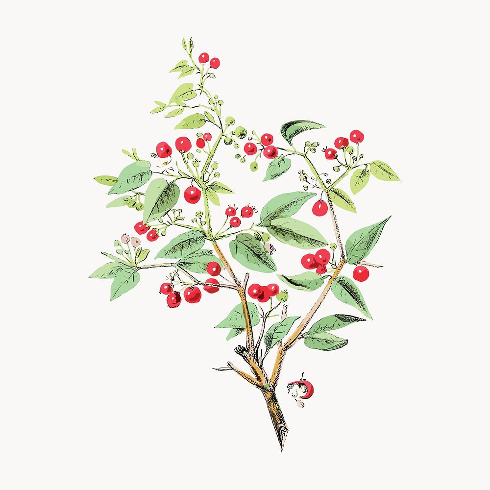 Pimento Pepper Plant Flore d'Amérique, | Free Vector - rawpixel
