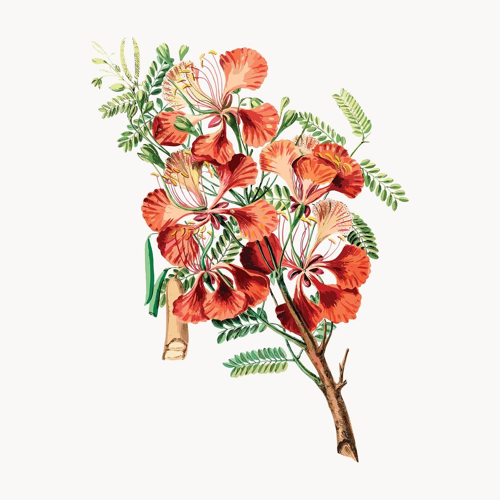 Royal Poinciana Flore d'Amérique, vintage | Free Vector - rawpixel