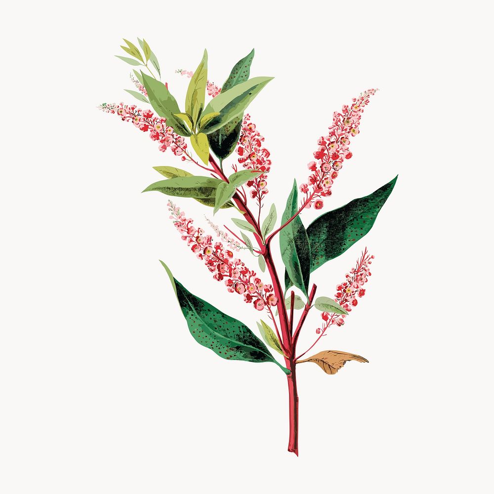 Poke plant Flore d'Amérique, vintage | Free Vector - rawpixel