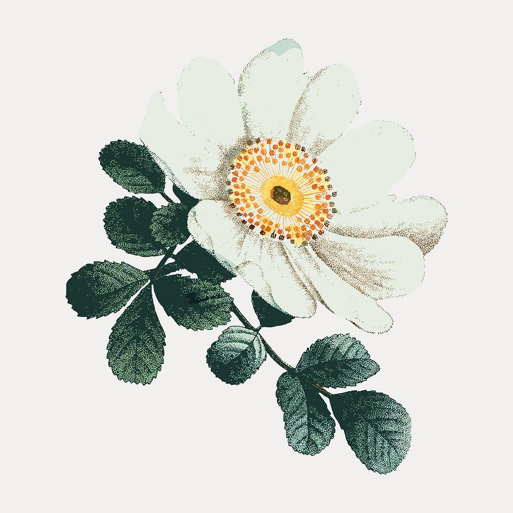 White flower vintage McCartney rose, | Free Vector - rawpixel
