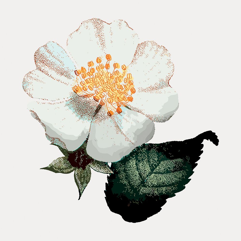 White flower vintage McCartney rose, | Free Vector - rawpixel