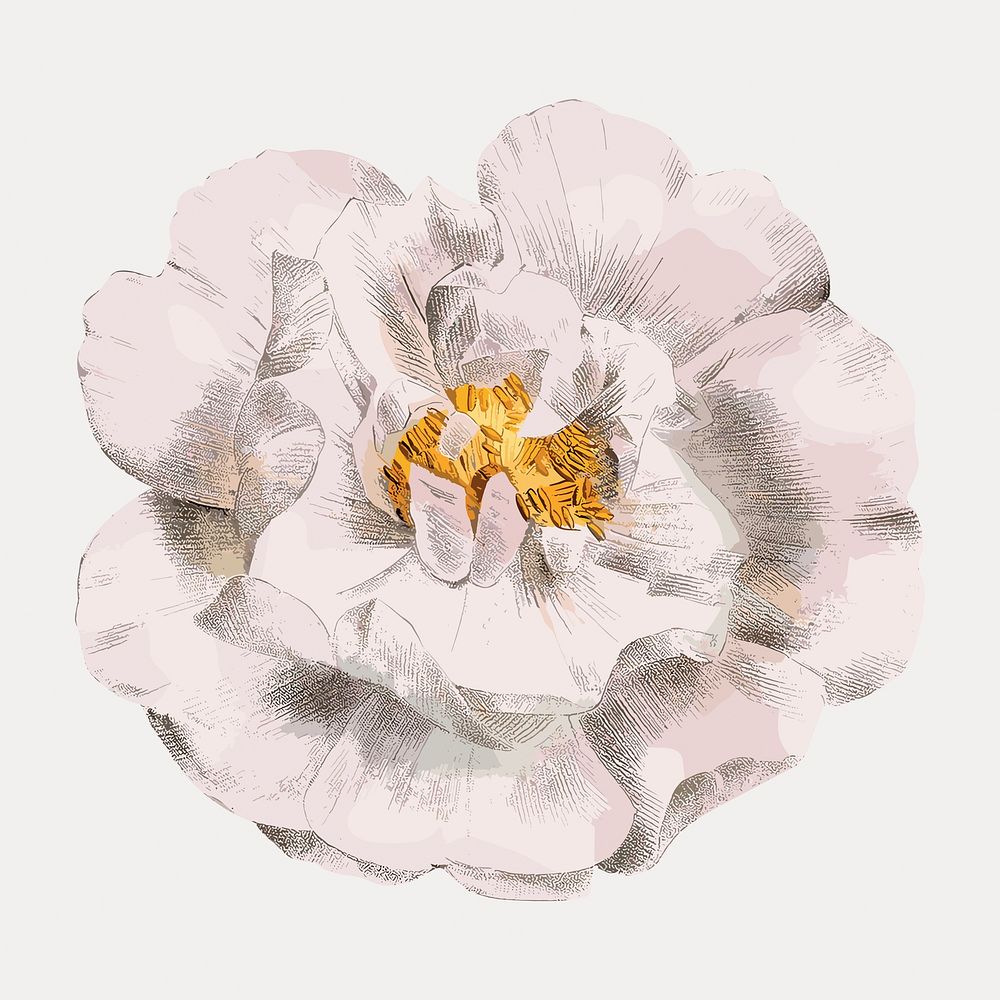 White rose vintage flower, illustration | Free Vector - rawpixel