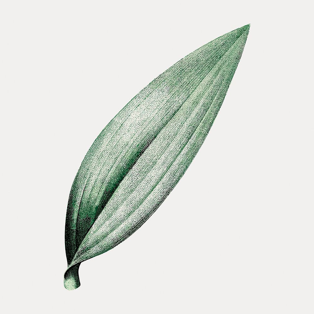 Vintage leaf illustration isolated white, | Free Vector - rawpixel