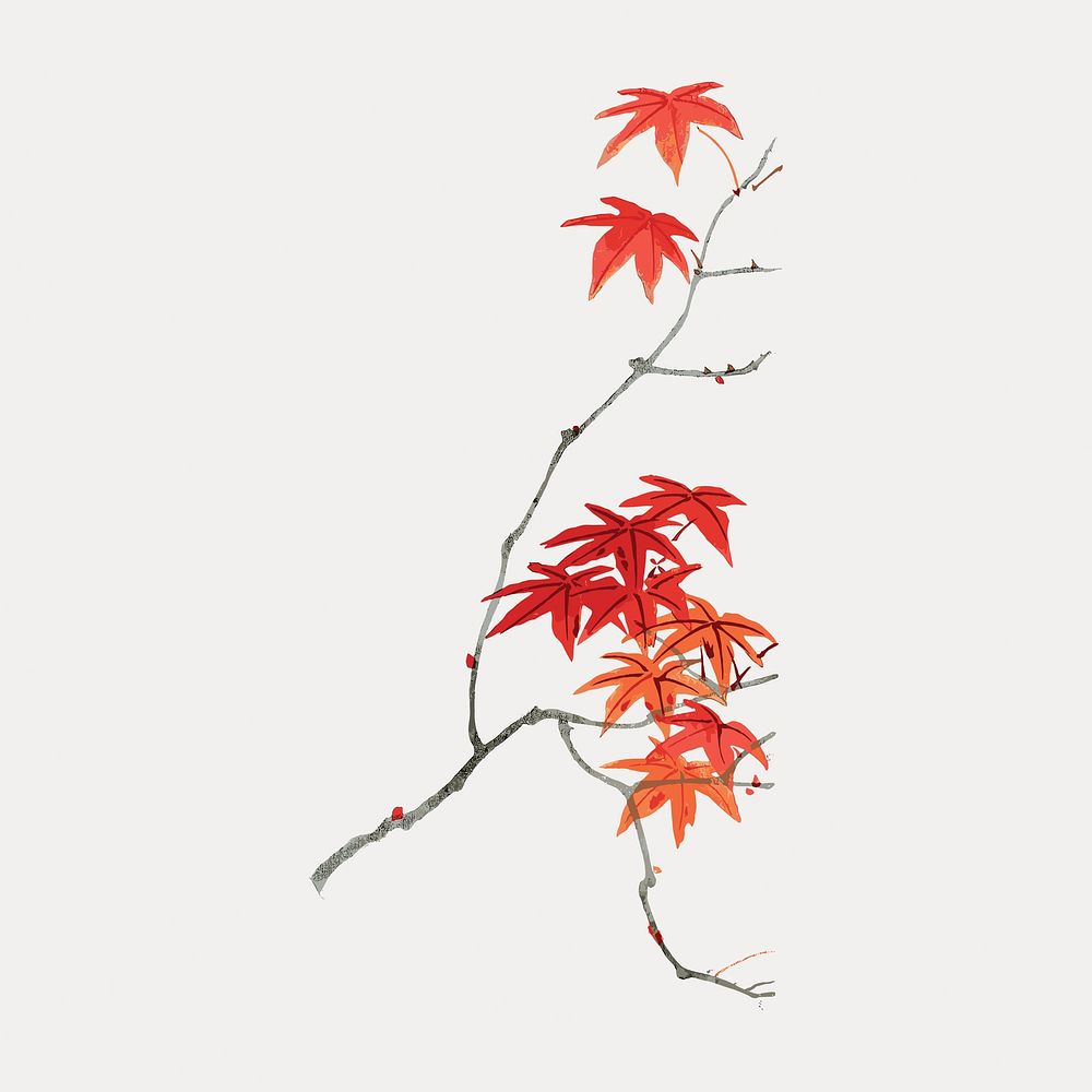 Vintage maple tree sticker, Autumn | Free Vector - rawpixel