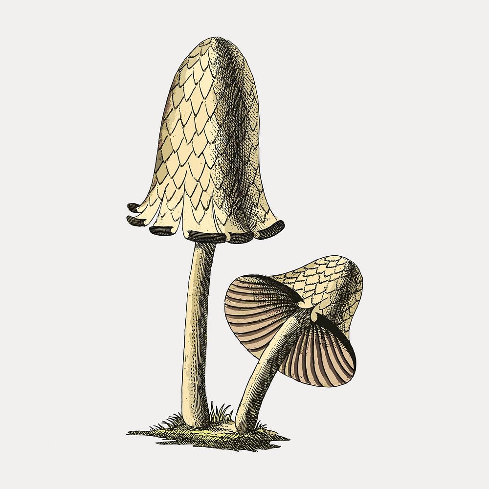 Vintage inky cap mushroom illustration | Free Vector - rawpixel