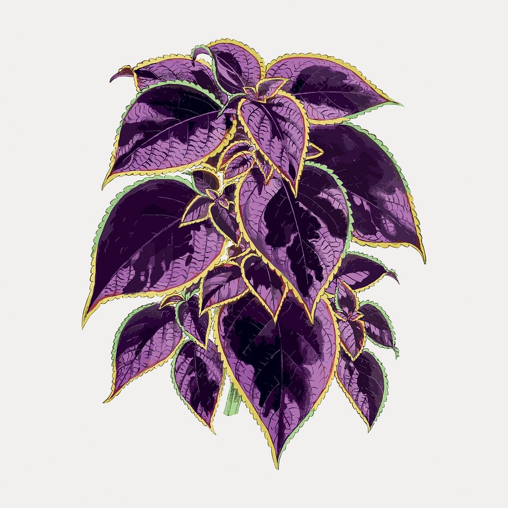 Hand drawn coleus plant design | Free Vector - rawpixel