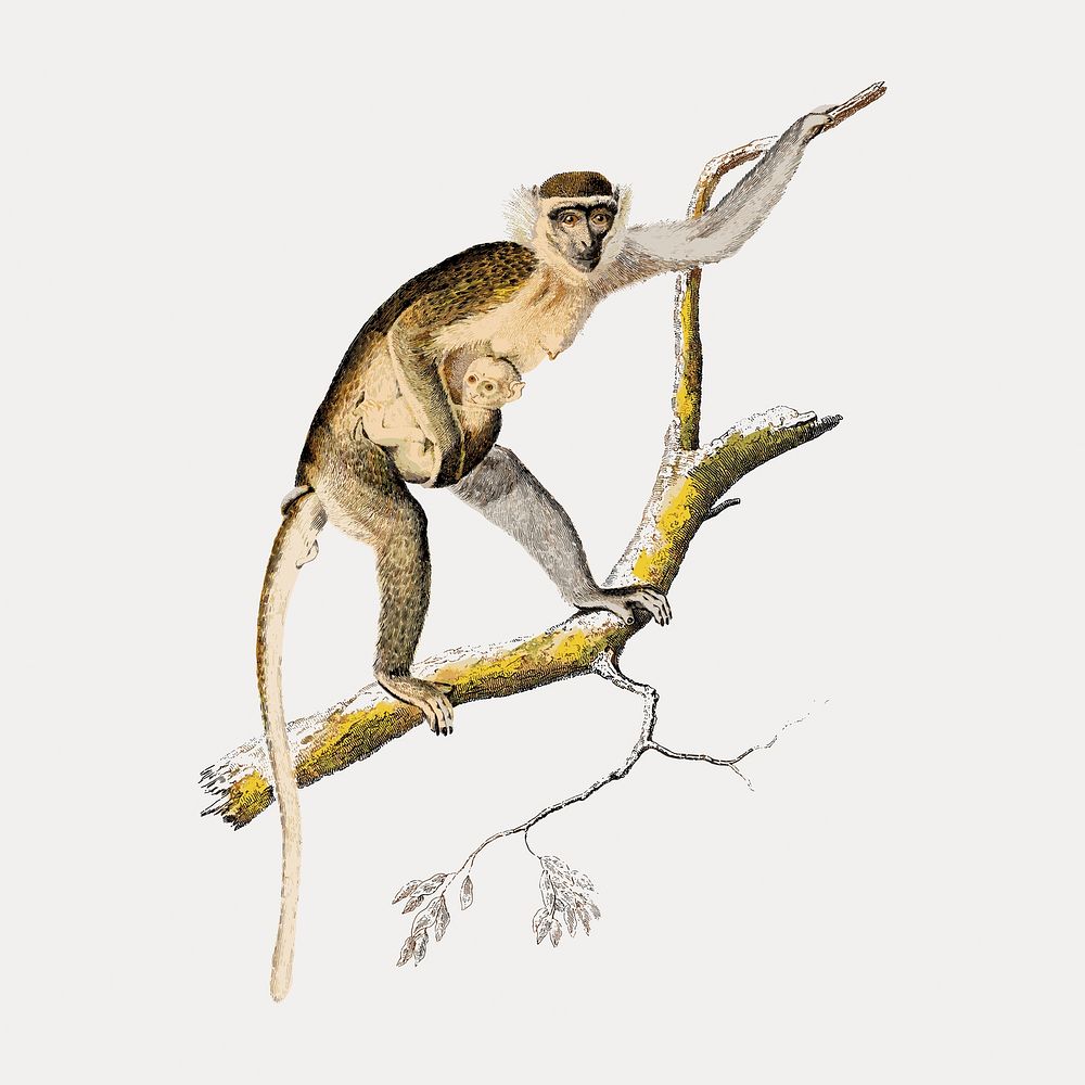 Hand drawn grivet and baby, | Free Vector - rawpixel