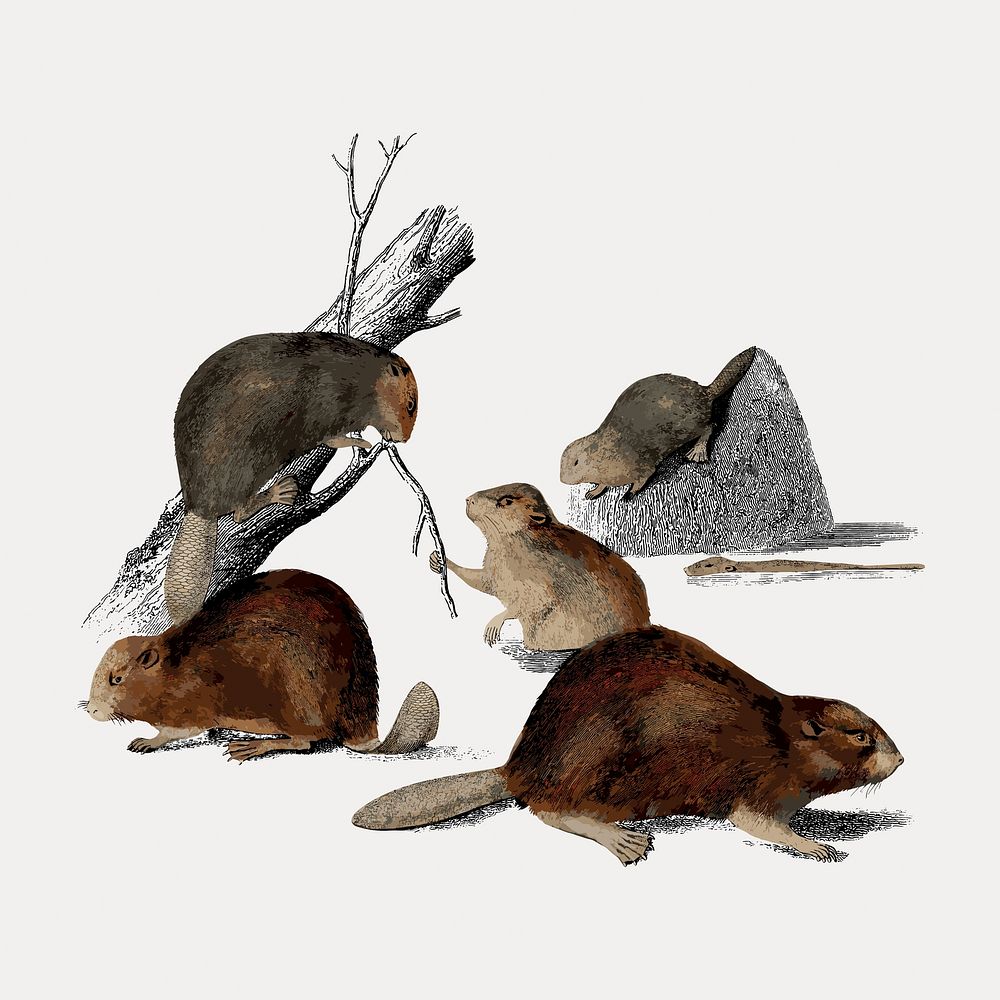 Vintage beaver hand drawn rodent | Free Vector - rawpixel