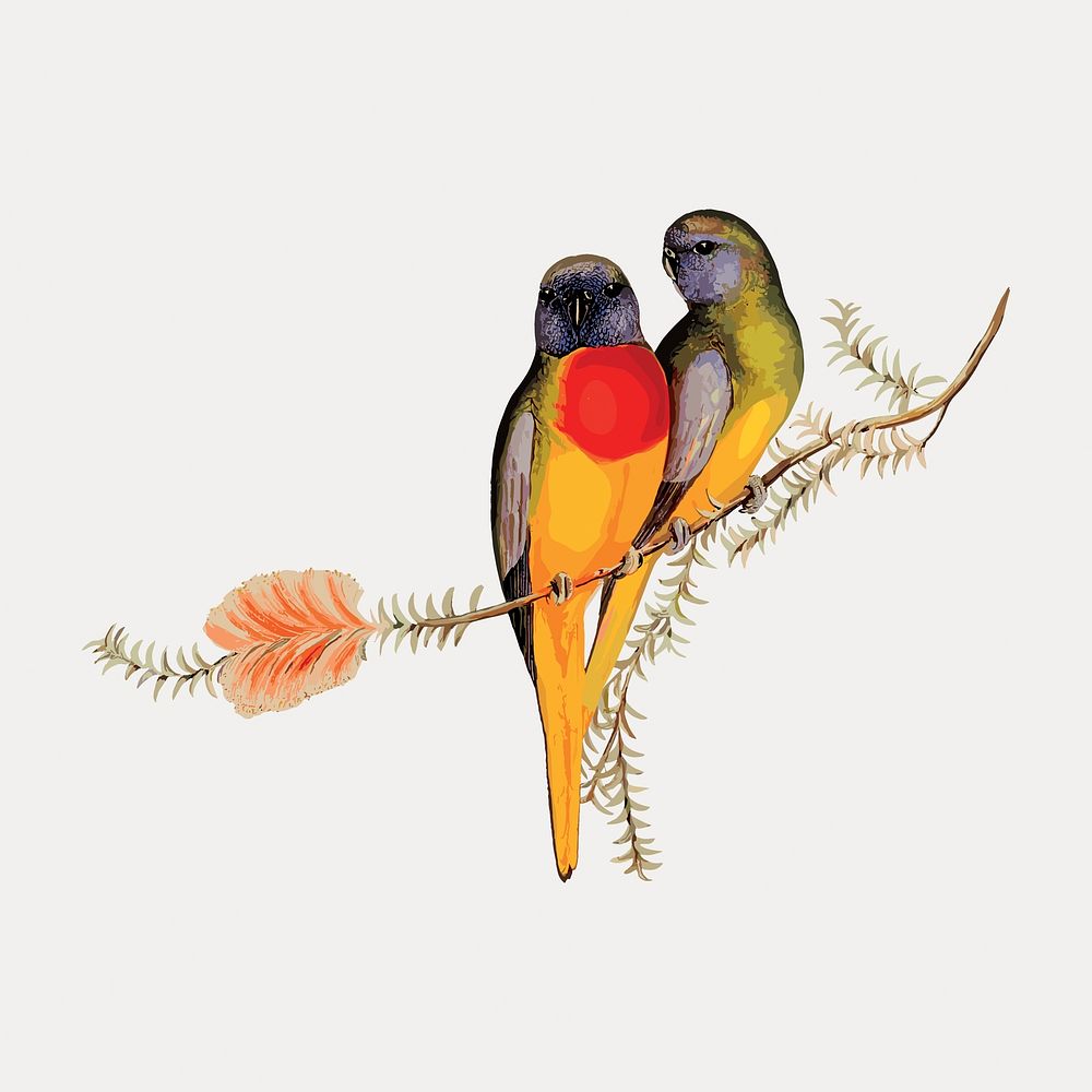 Splendid grass-parakeet bird sticker, isolated | Free Vector - rawpixel