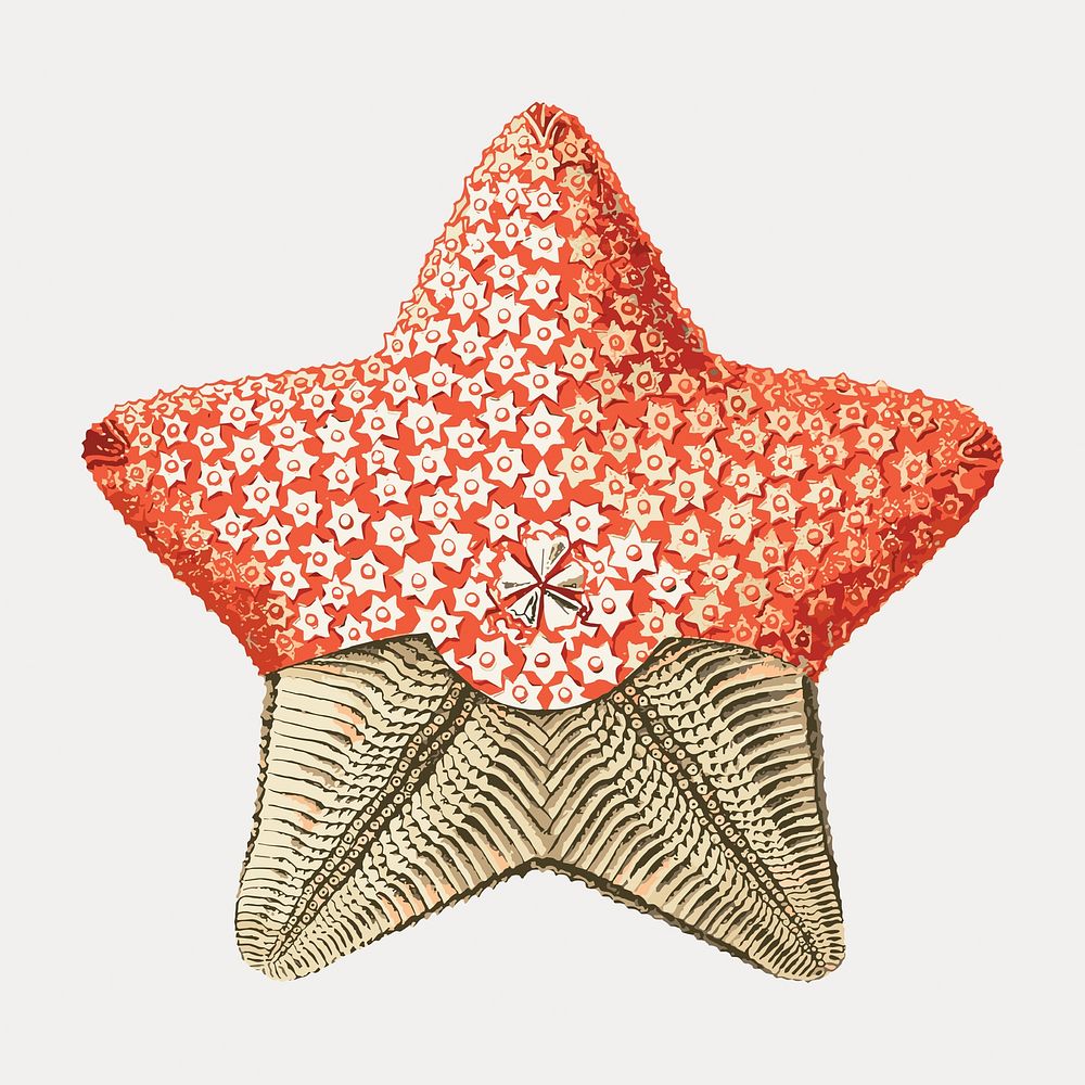 Vintage starfish illustration vector. Remixed | Free Vector - rawpixel