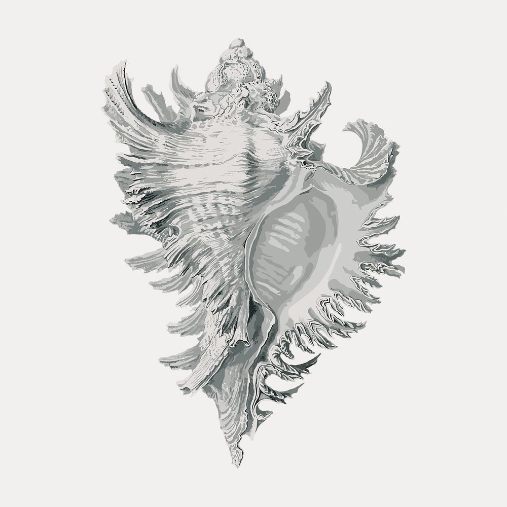 Vintage shell drawing vector. Remixed | Free Vector - rawpixel
