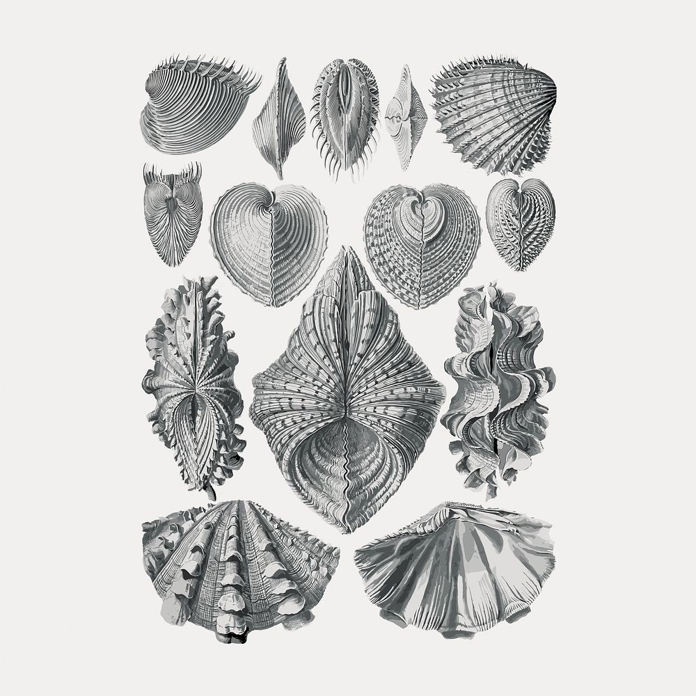 Vintage shellfish illustrations set vector. | Free Vector - rawpixel