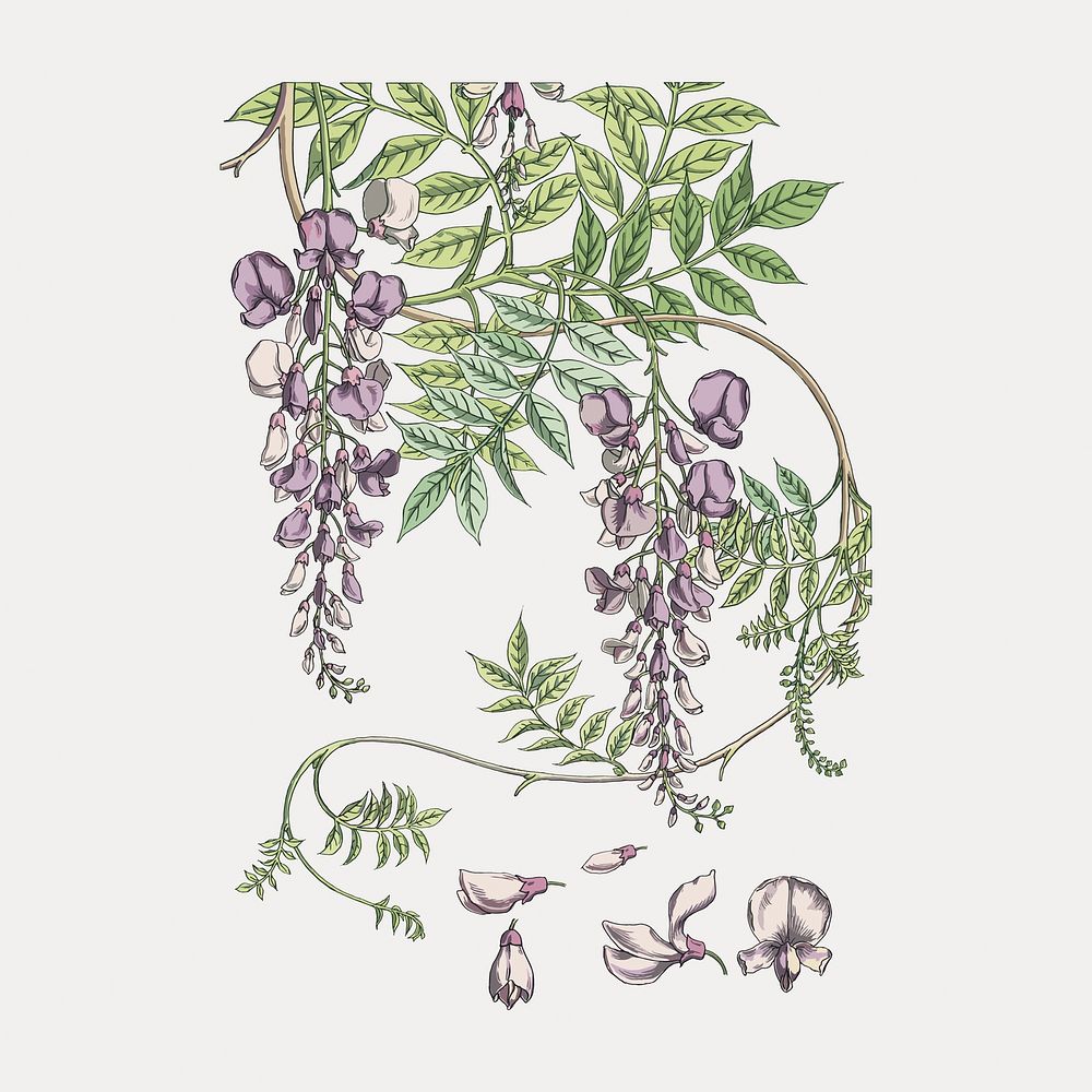 Vintage wisteria flower parts design | Free Vector - rawpixel
