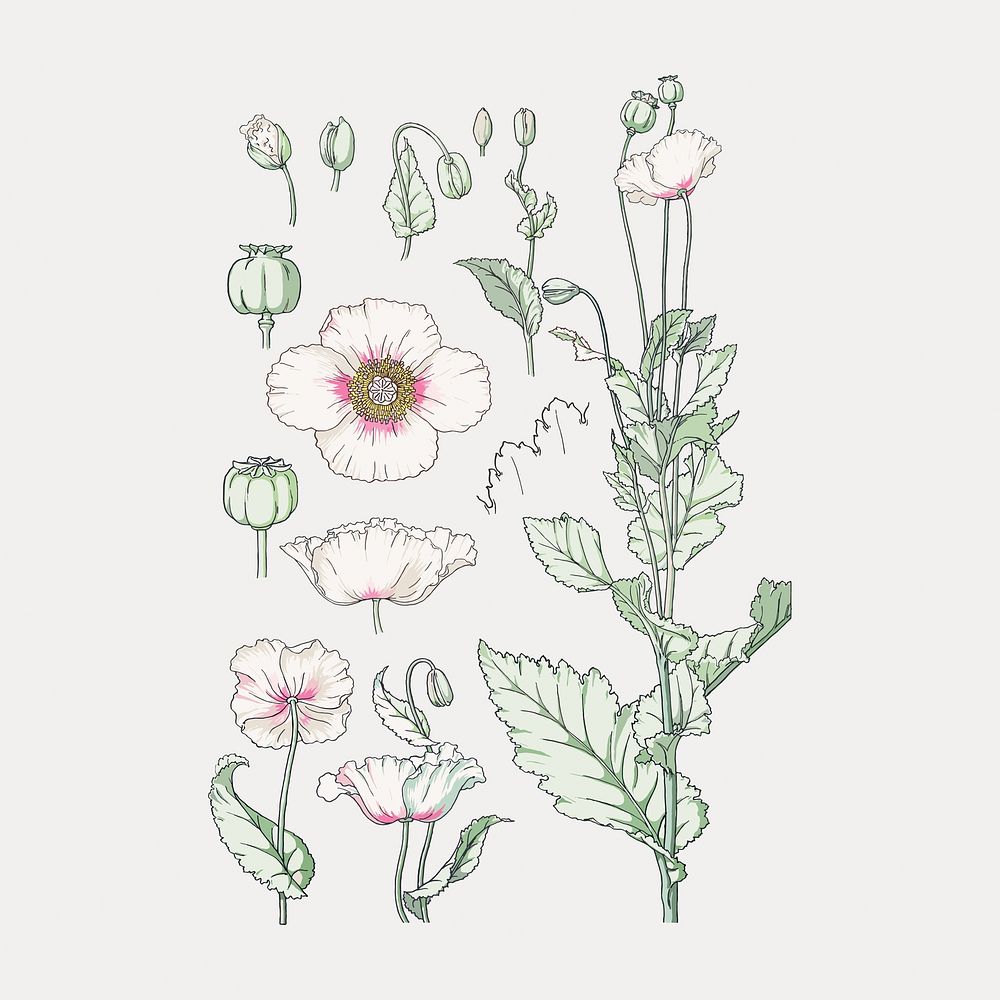 Vintage poppy flower parts design | Free Vector - rawpixel