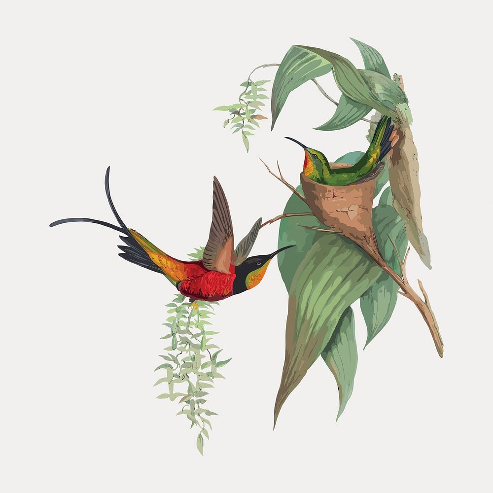 Fairy Topaz bird sticker, vintage | Free Vector - rawpixel