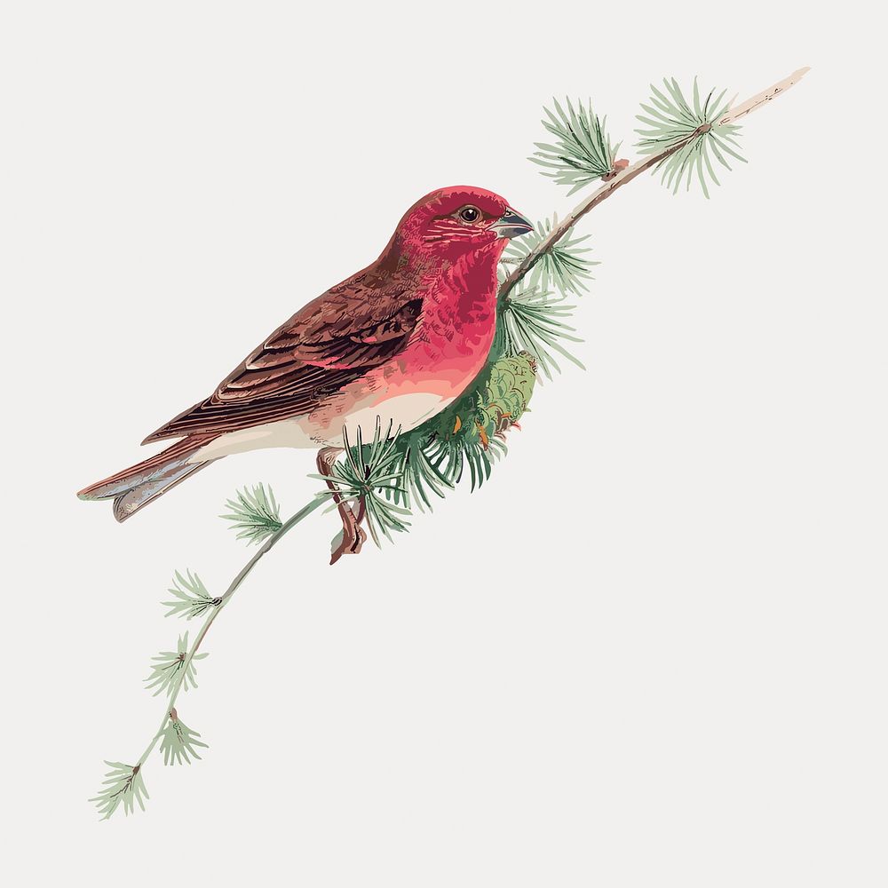 Common Rose Finch bird sticker | Free Vector - rawpixel