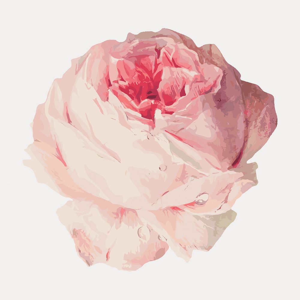 Blooming pink rose design element | Free Vector - rawpixel