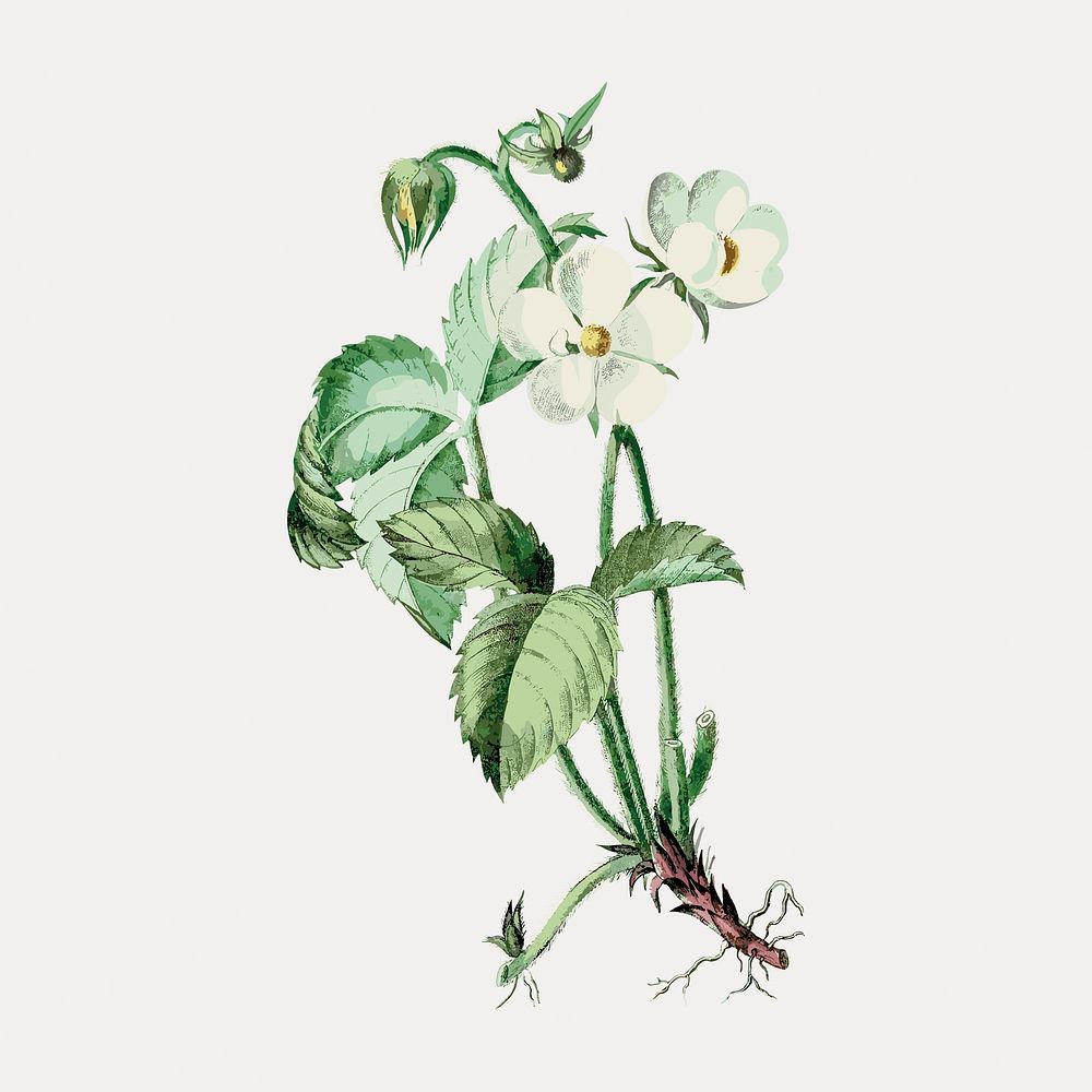 Hand drawn strawberry flower illustration | Free Vector - rawpixel